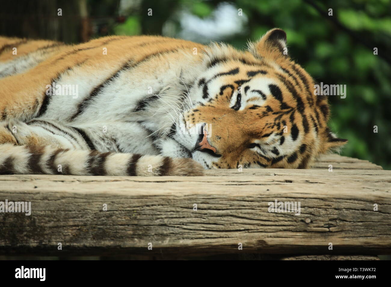 Relaxed tiger at the Parco Zoo Punta verde Lignano Sabbaidoro Italy. A ...