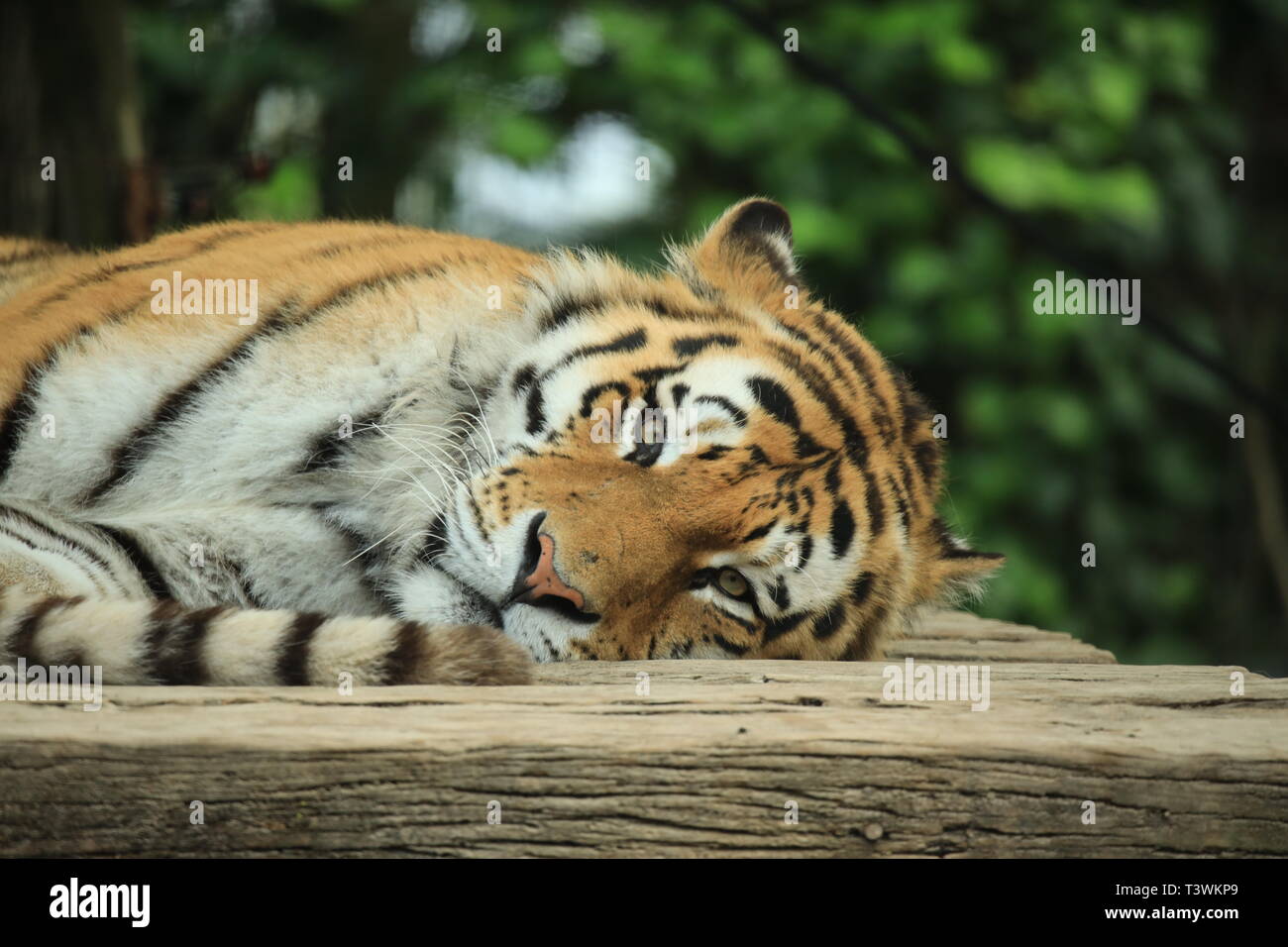 Relaxed tiger at the Parco Zoo Punta verde Lignano Sabbaidoro Italy. A ...