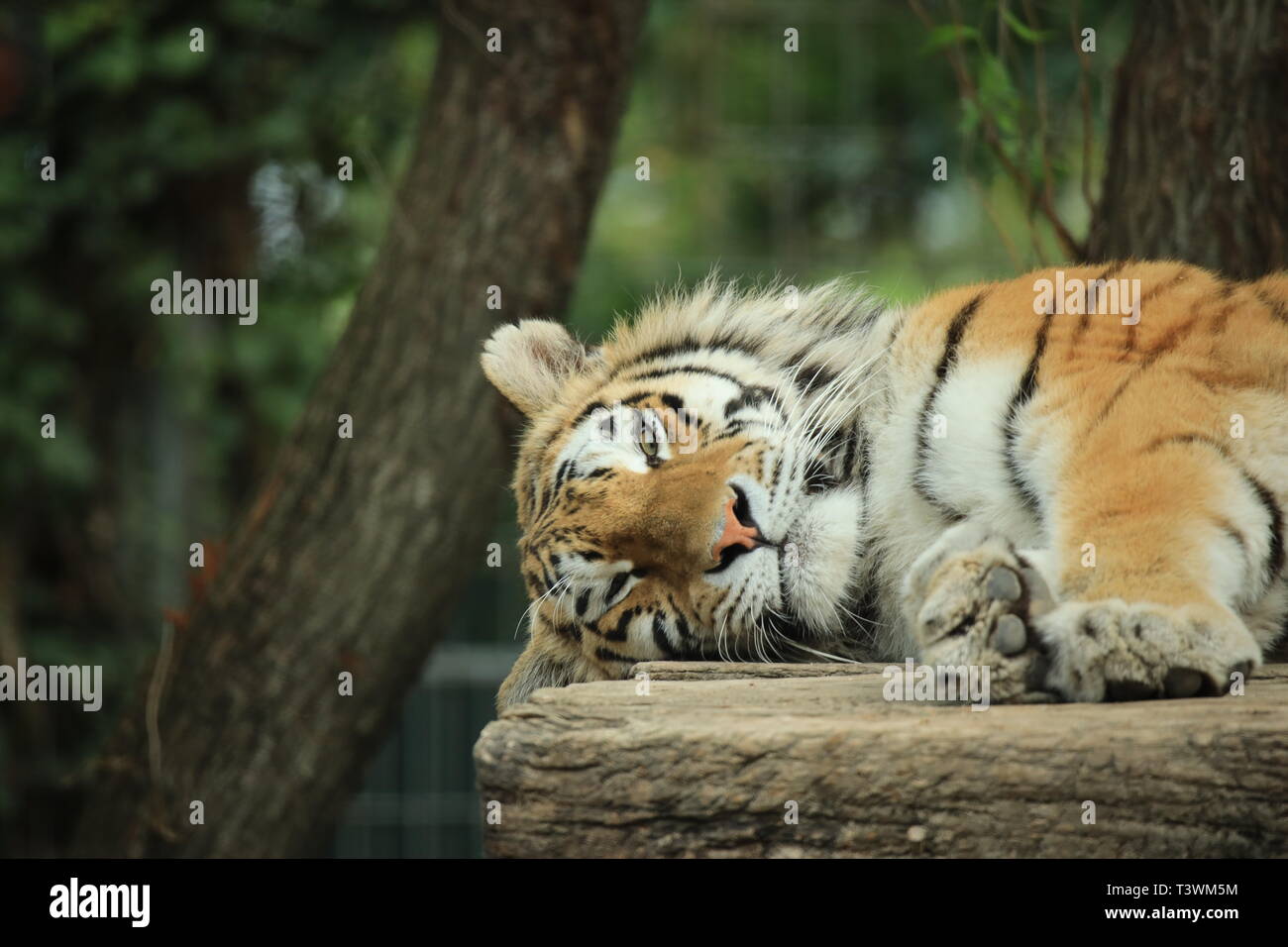 Relaxed tiger at the Parco Zoo Punta verde Lignano Sabbaidoro Italy. A ...