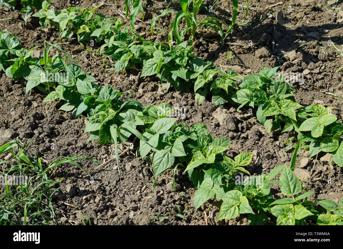 Bushbeans hi-res stock photography and images - Alamy