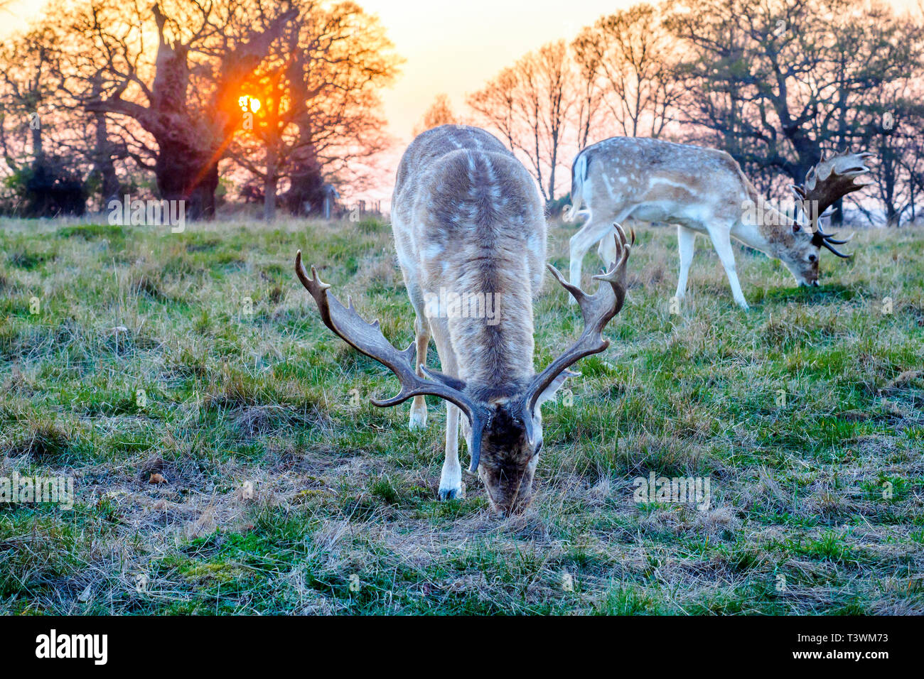 England national park wildlife hi-res stock photography and images - Alamy