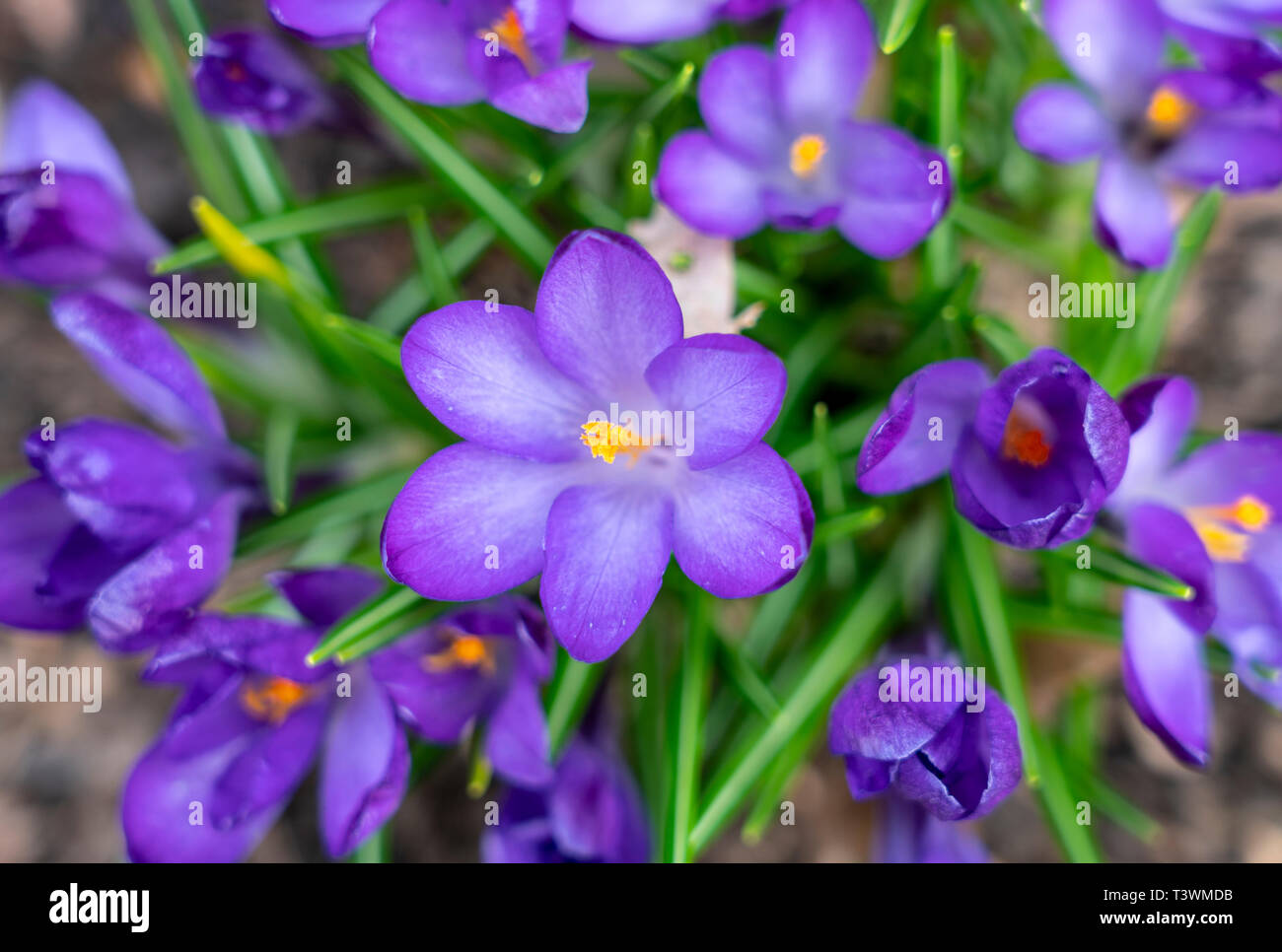early spring, single Crocus close-up Stock Photo - Alamy