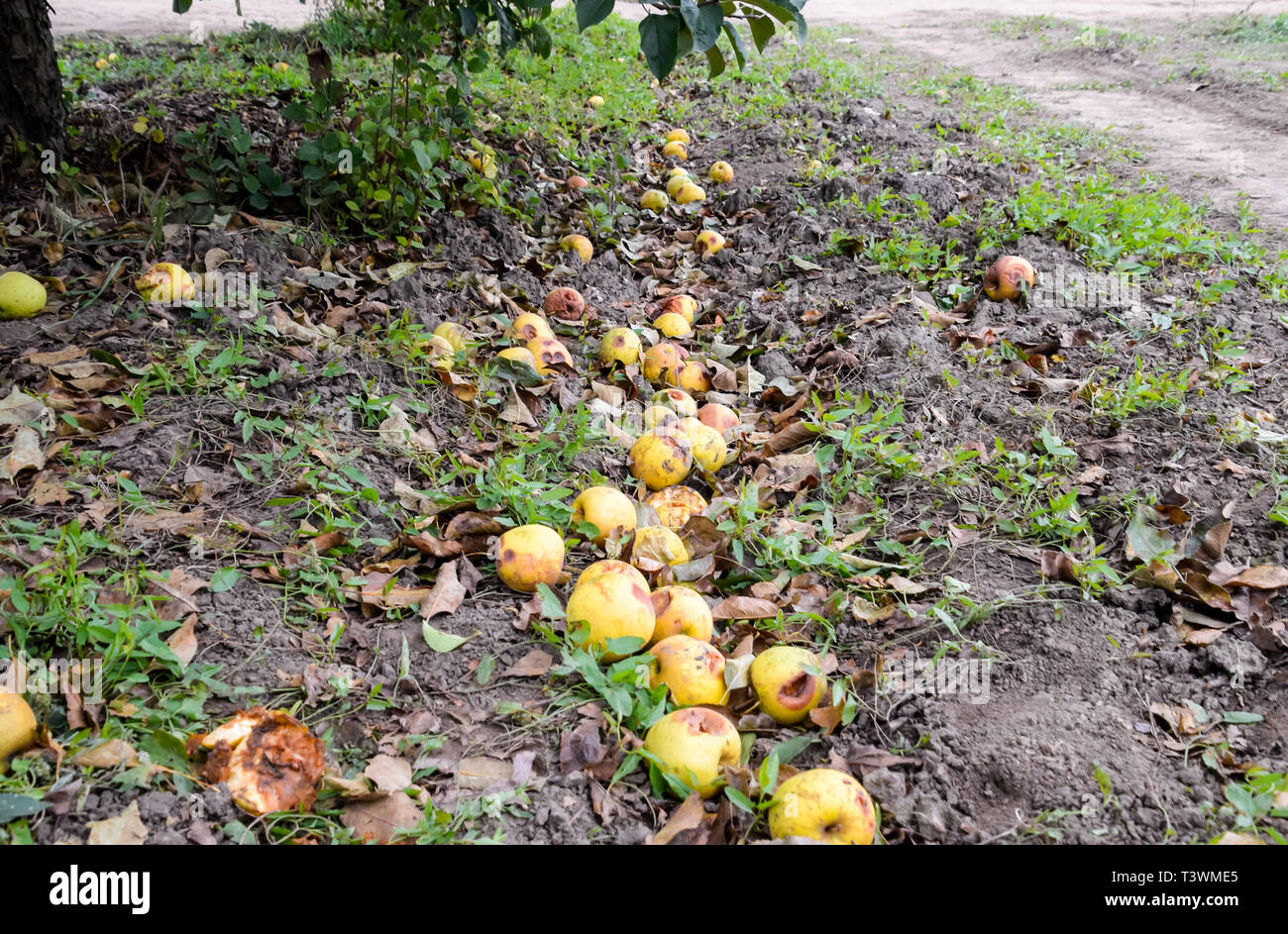 Apple orchard. Rows of trees and the fruit of the ground under the ...