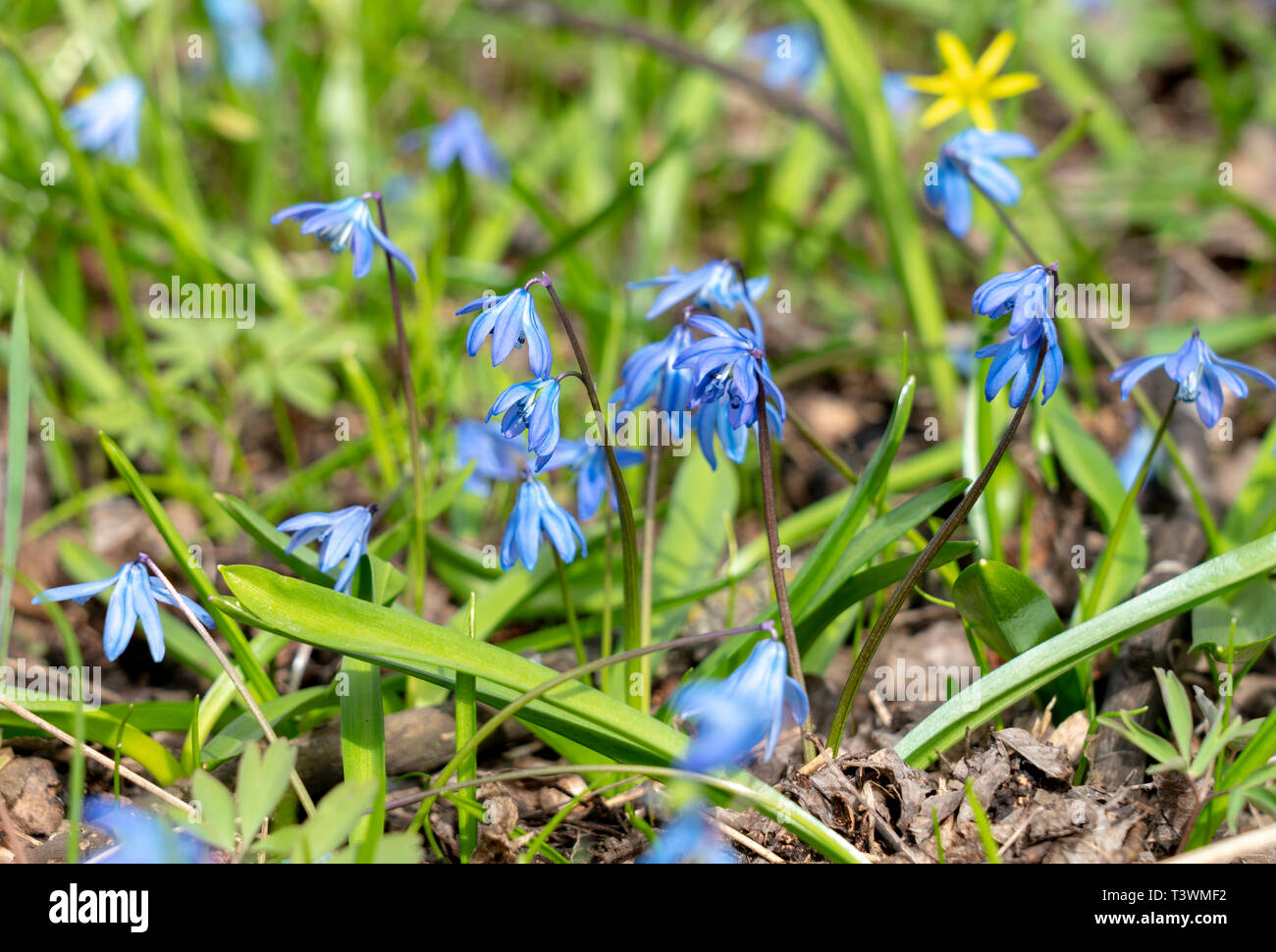 Primrose bluebell hi-res stock photography and images - Alamy