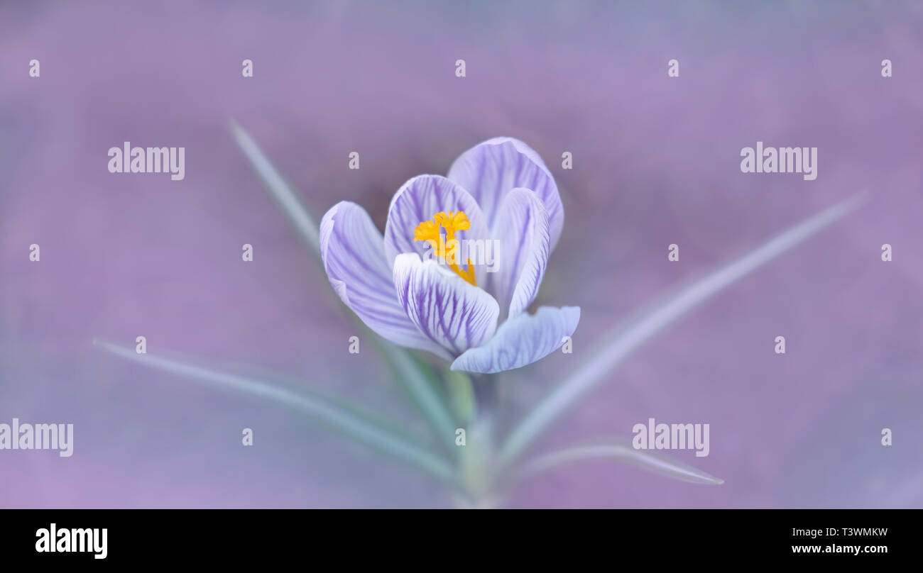 early spring, Crocus Hubert in purple fog Stock Photo - Alamy