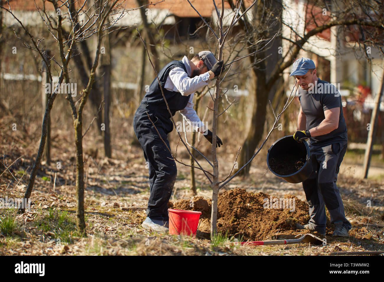 Farmers planting a walnut tree in the orchard Stock Photo - Alamy
