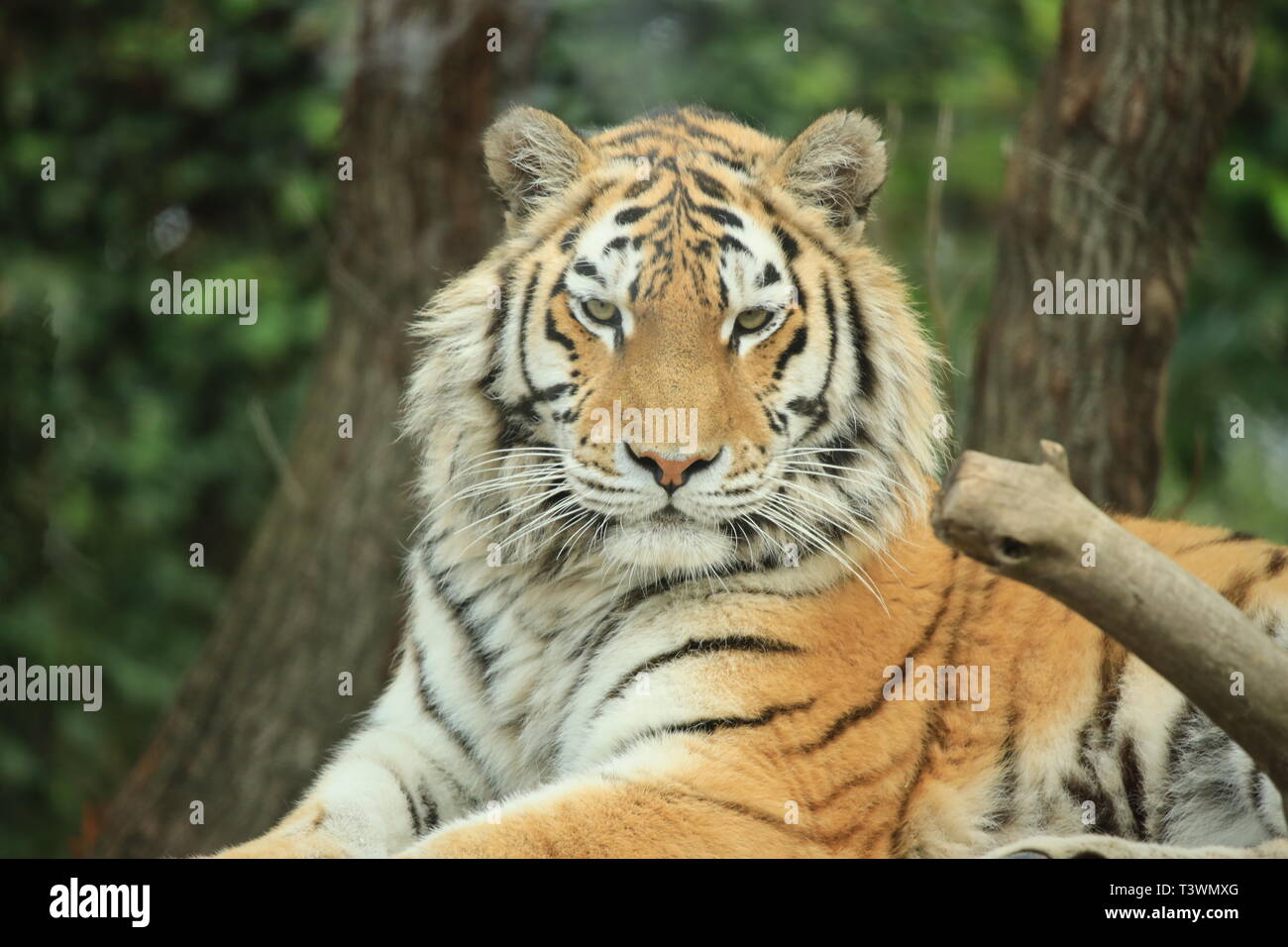 Relaxed tiger at the Parco Zoo Punta verde Lignano Sabbaidoro Italy. A ...