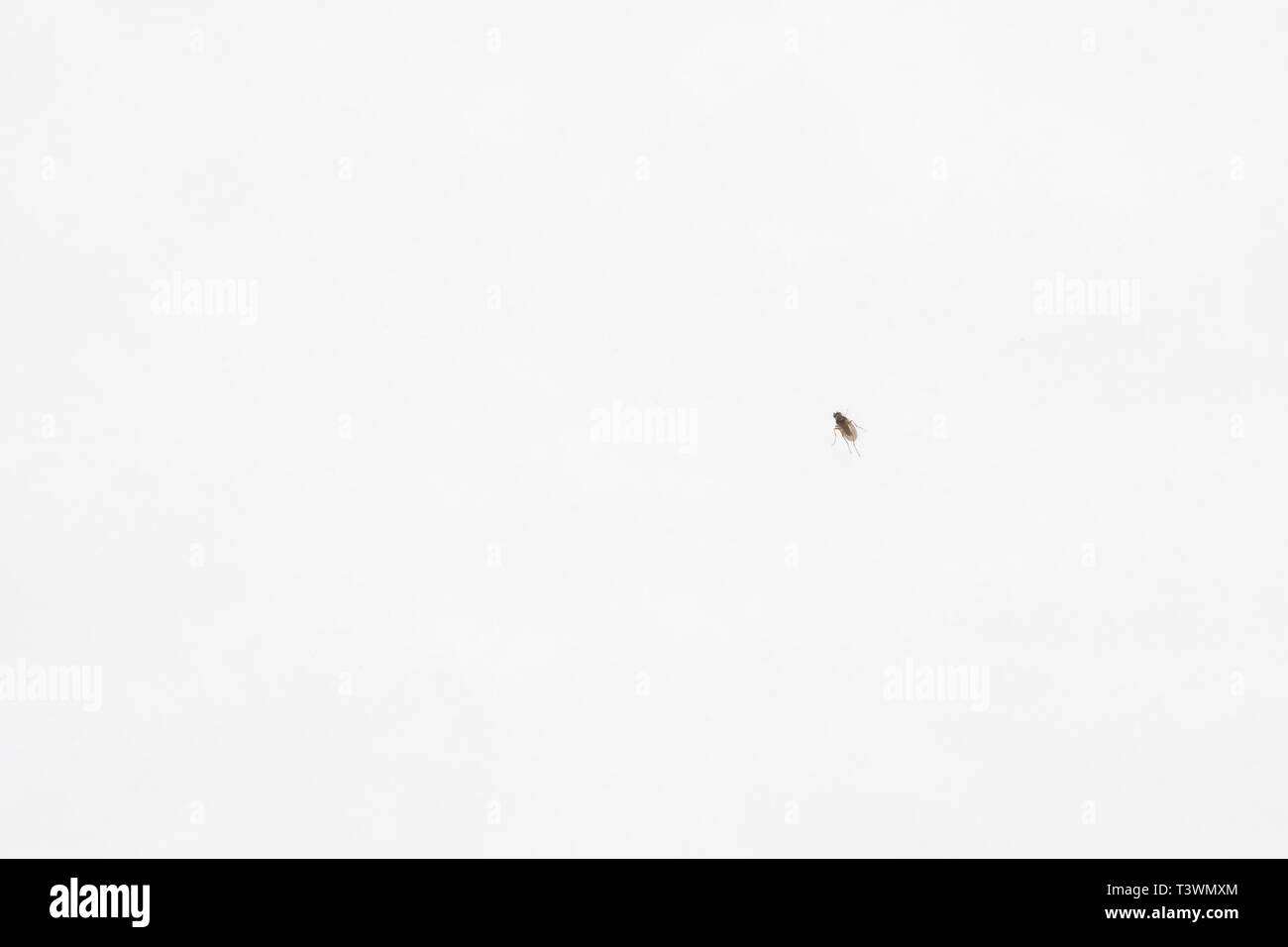 A live insect on the snow in winter Stock Photo - Alamy