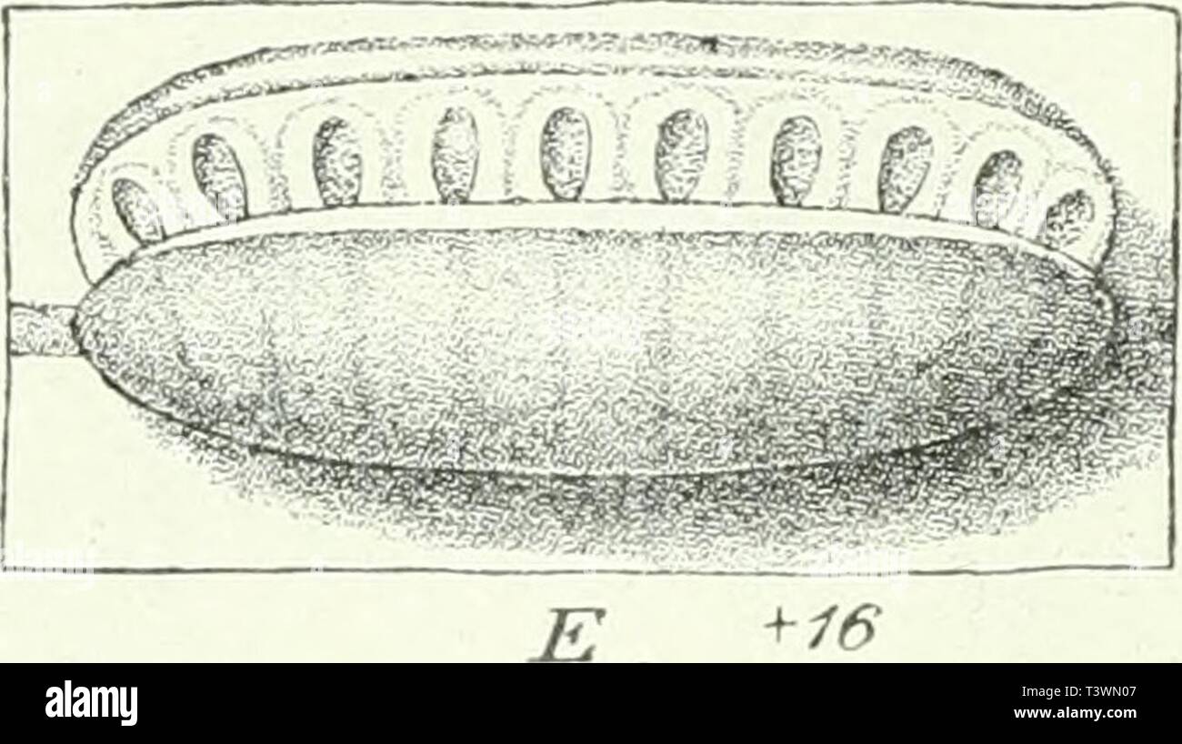 Marattiales hi-res stock photography and images - Alamy