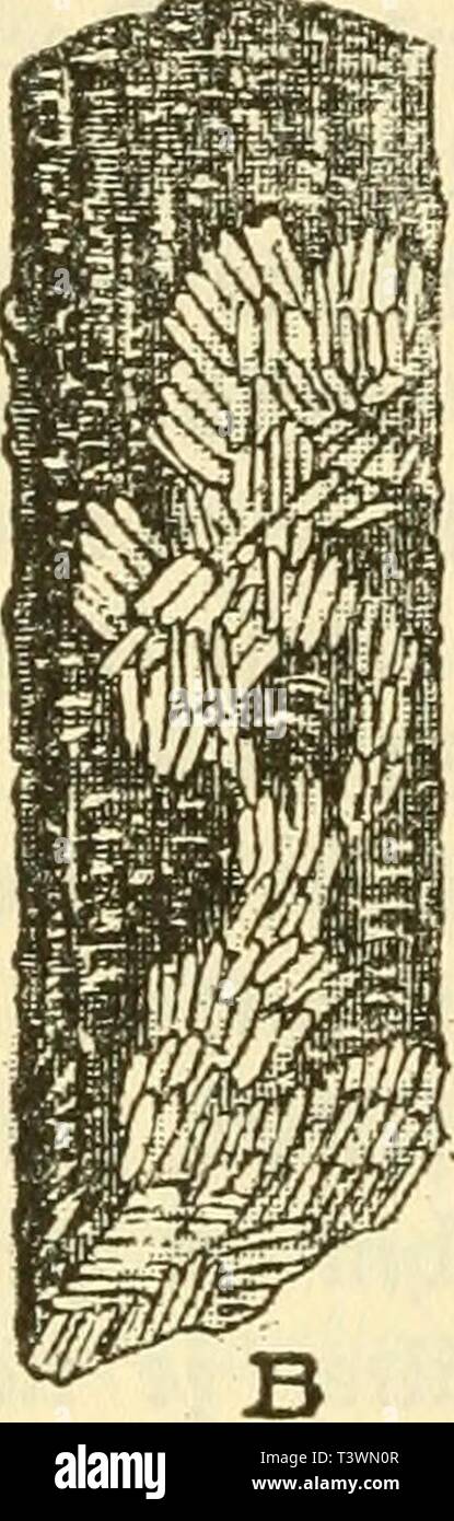 Archive image from page 93 of Die Säugetiere Deutschlands ihr Stock ...