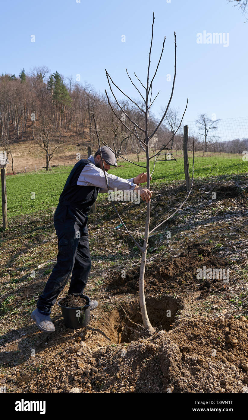 Happy farmer planting a young walnut in the backyard Stock Photo - Alamy
