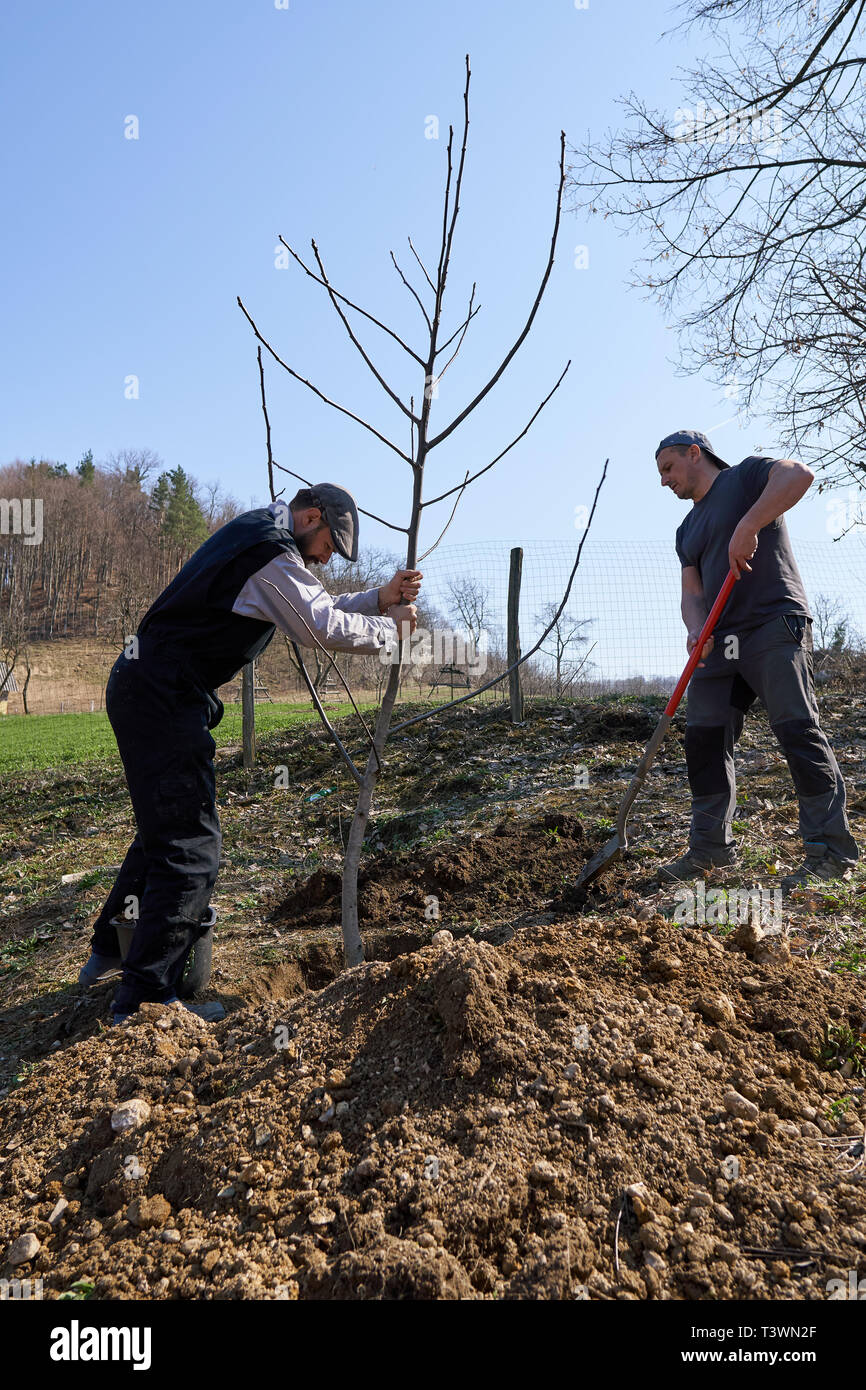 Farmers planting a walnut tree in the orchard Stock Photo - Alamy