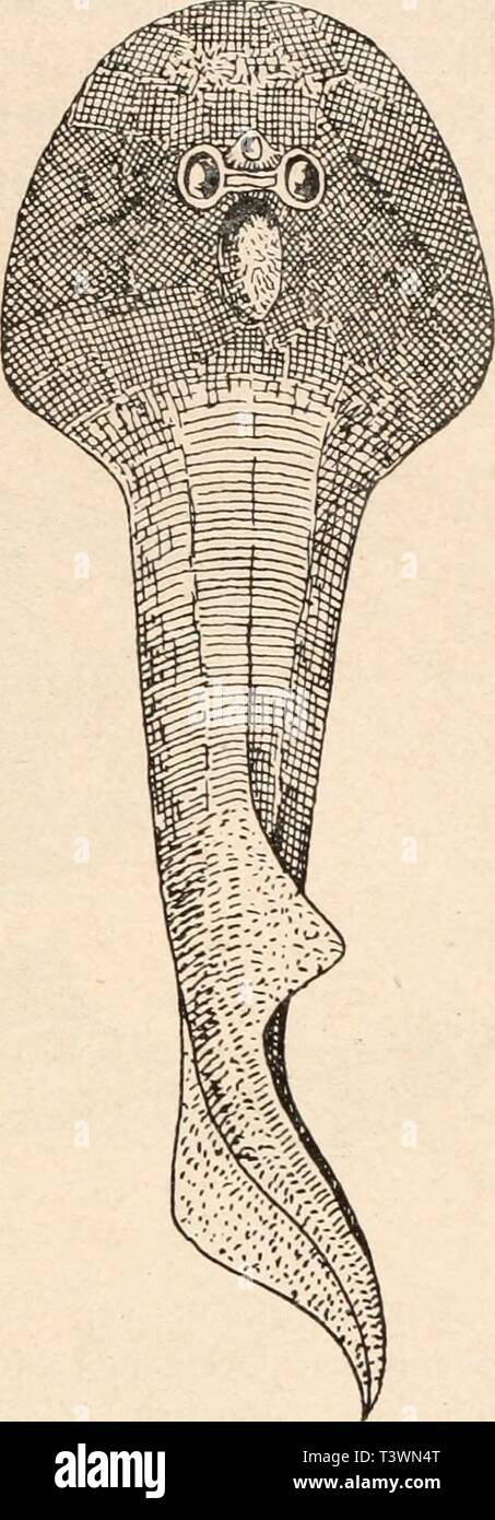 Cephalaspis hi-res stock photography and images - Alamy