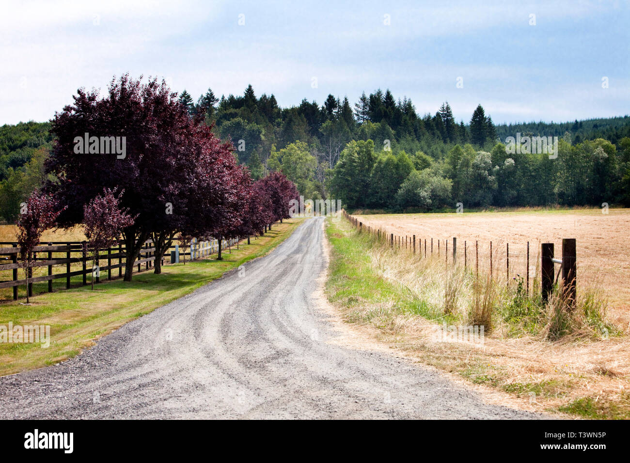 Dirt road between grass fields in rural landscape Stock Photo - Alamy