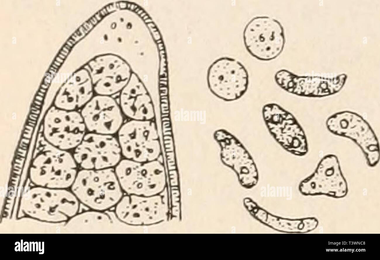 Archive image from page 97 of Die Protozoen als Krankheitserreger des ...