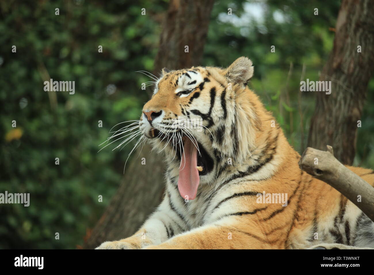 Relaxed tiger at the Parco Zoo Punta verde Lignano Sabbaidoro Italy. A ...
