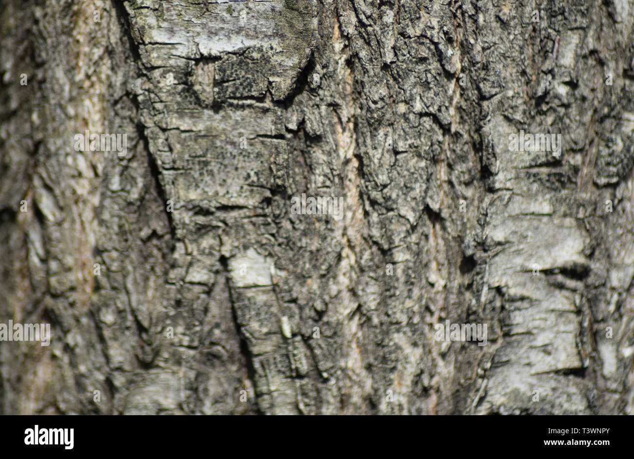 Old poplar trunks hi-res stock photography and images - Alamy