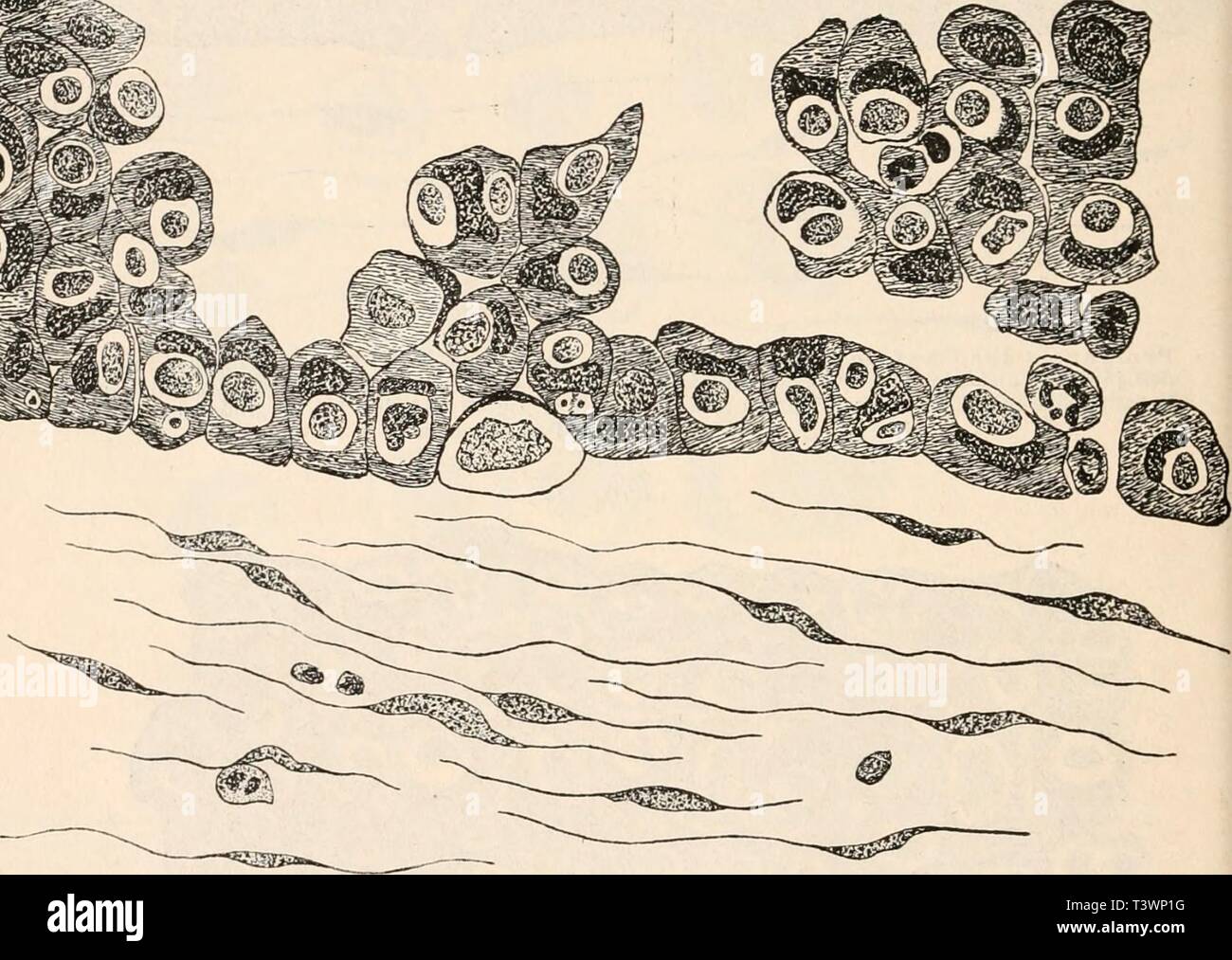 Archive image from page 103 of Die Protozoen als Krankheitserreger ...