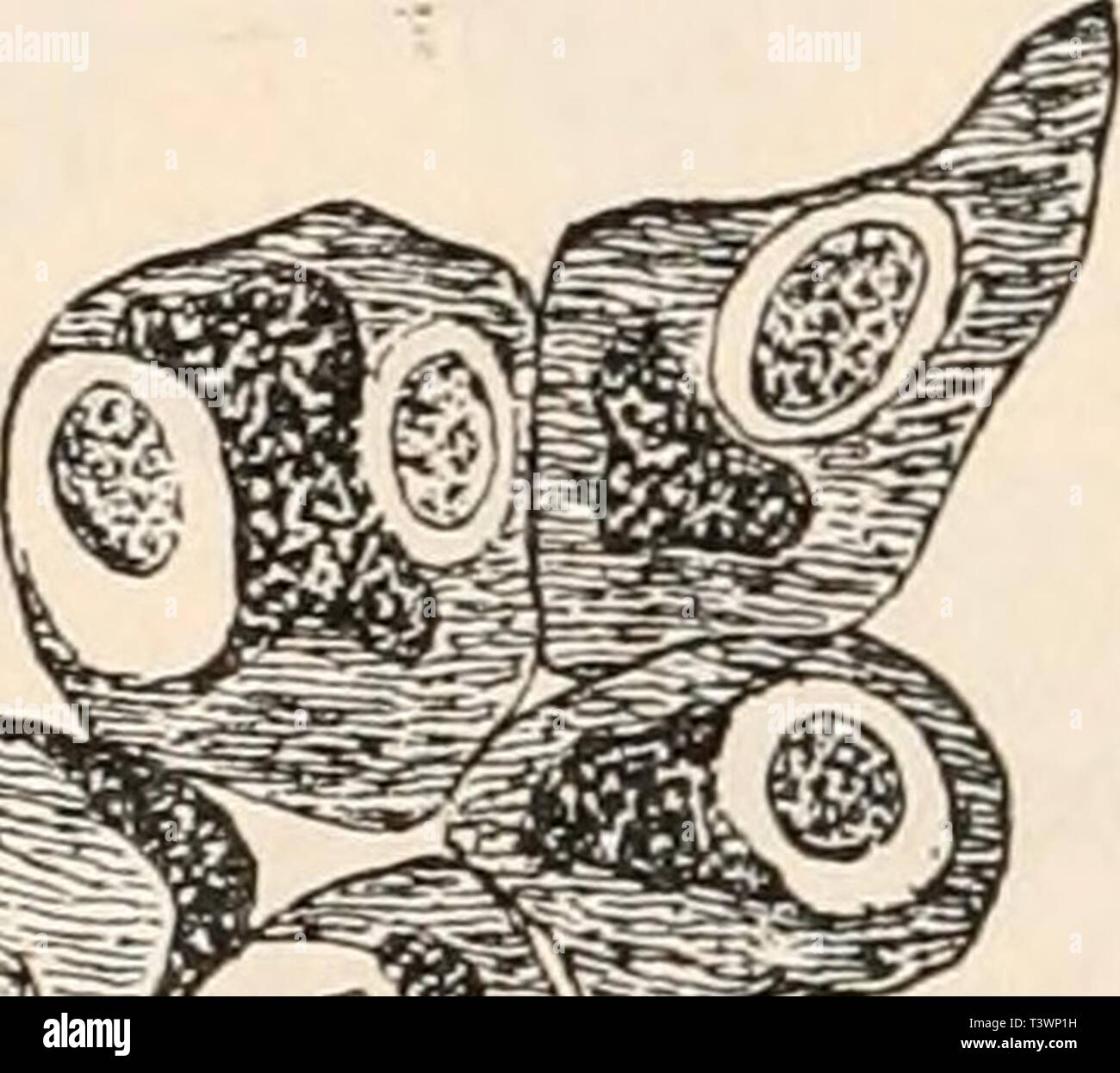 Archive image from page 103 of Die Protozoen als Krankheitserreger ...