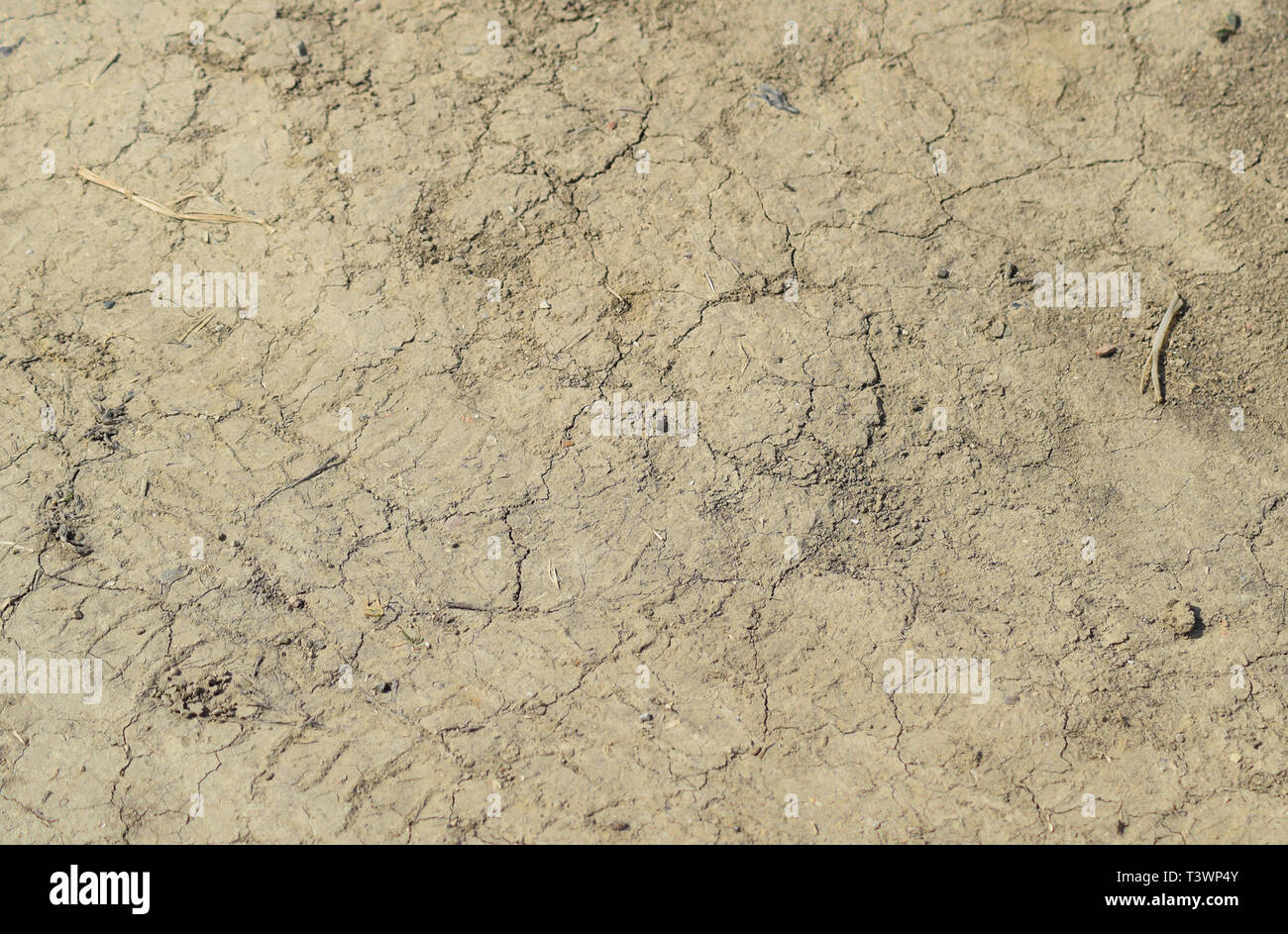 Background from the dry earth. The soil on a dirt road Stock Photo - Alamy