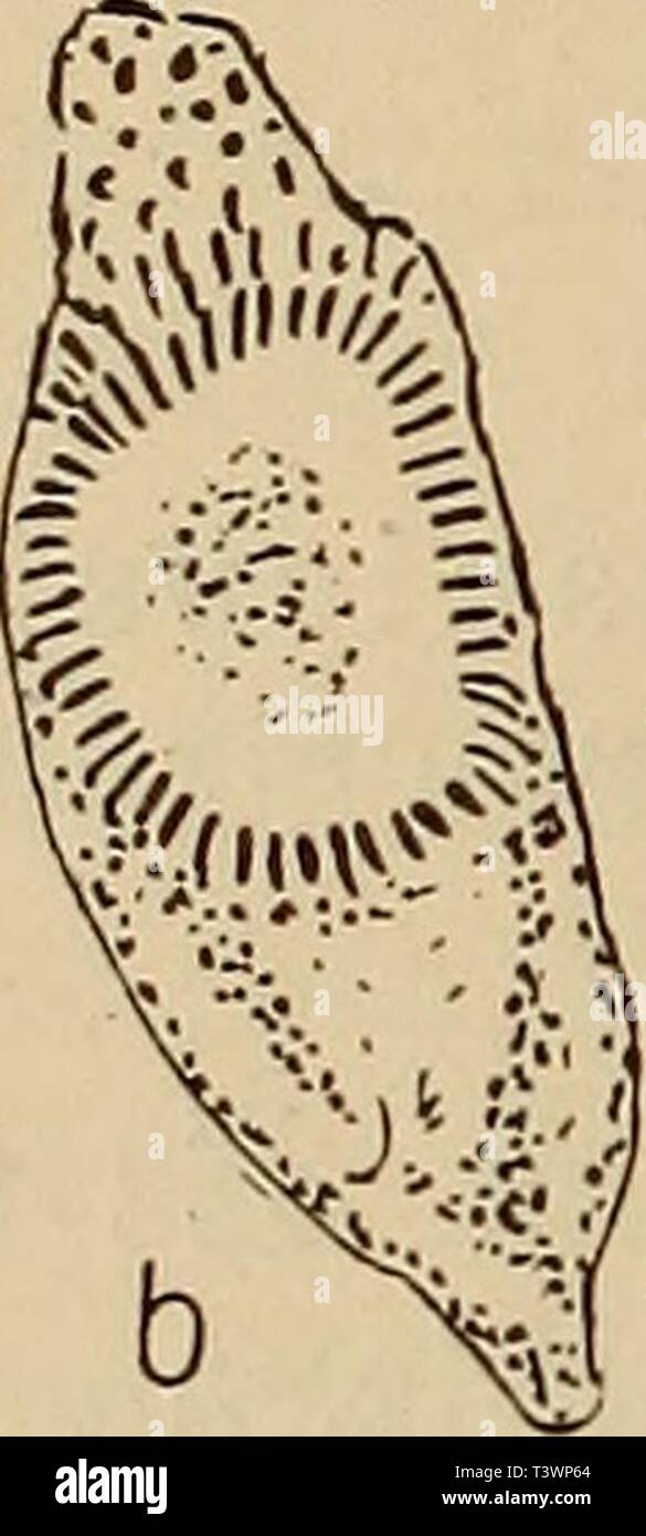 Archive image from page 105 of Die Ontogenie der Primatenzähne; (1913 ...