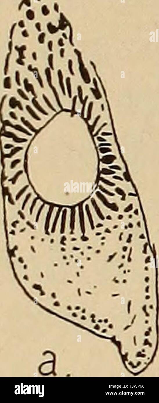 Archive image from page 105 of Die Ontogenie der Primatenzähne; (1913 ...