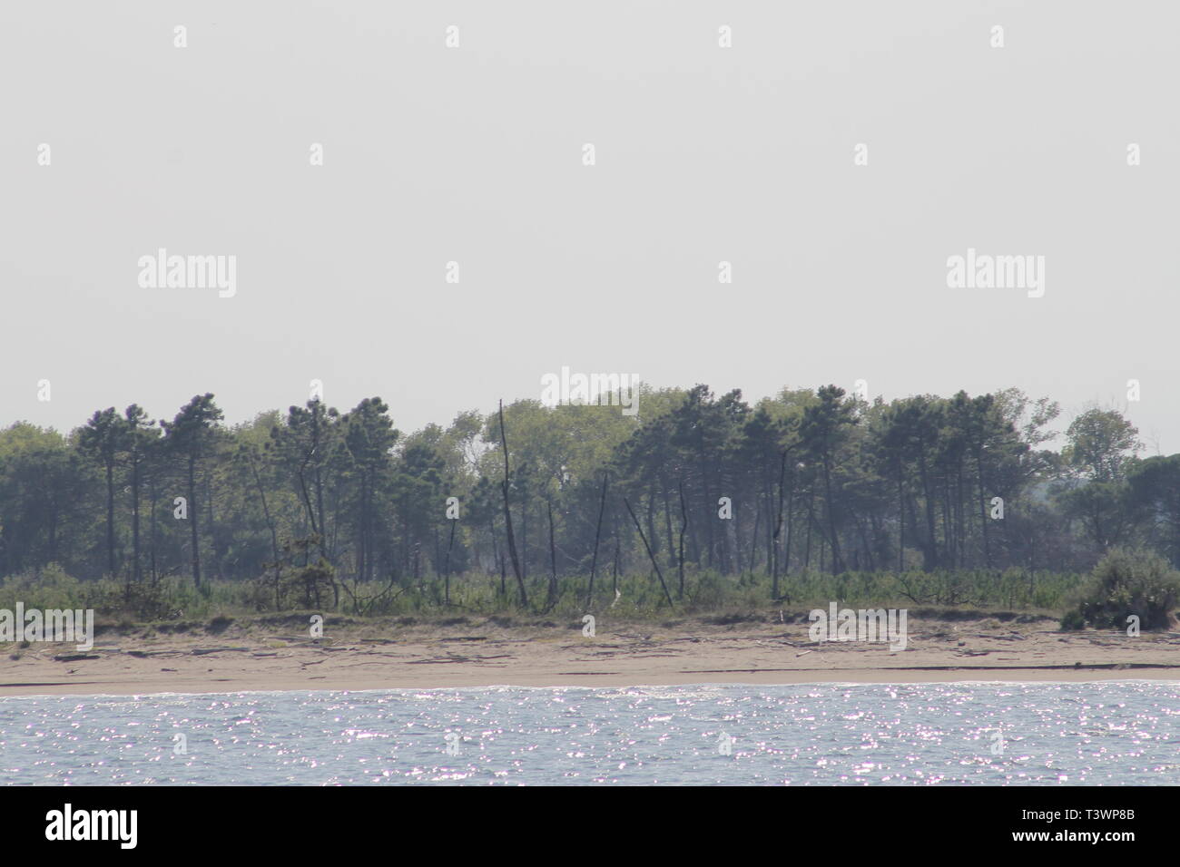 sandy beach with trees on the Adriatic sea in Ravenna in Italy Stock ...