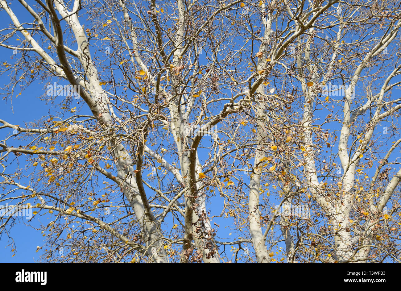 Background of the branches of a silver poplar. Autumn tree Stock Photo ...