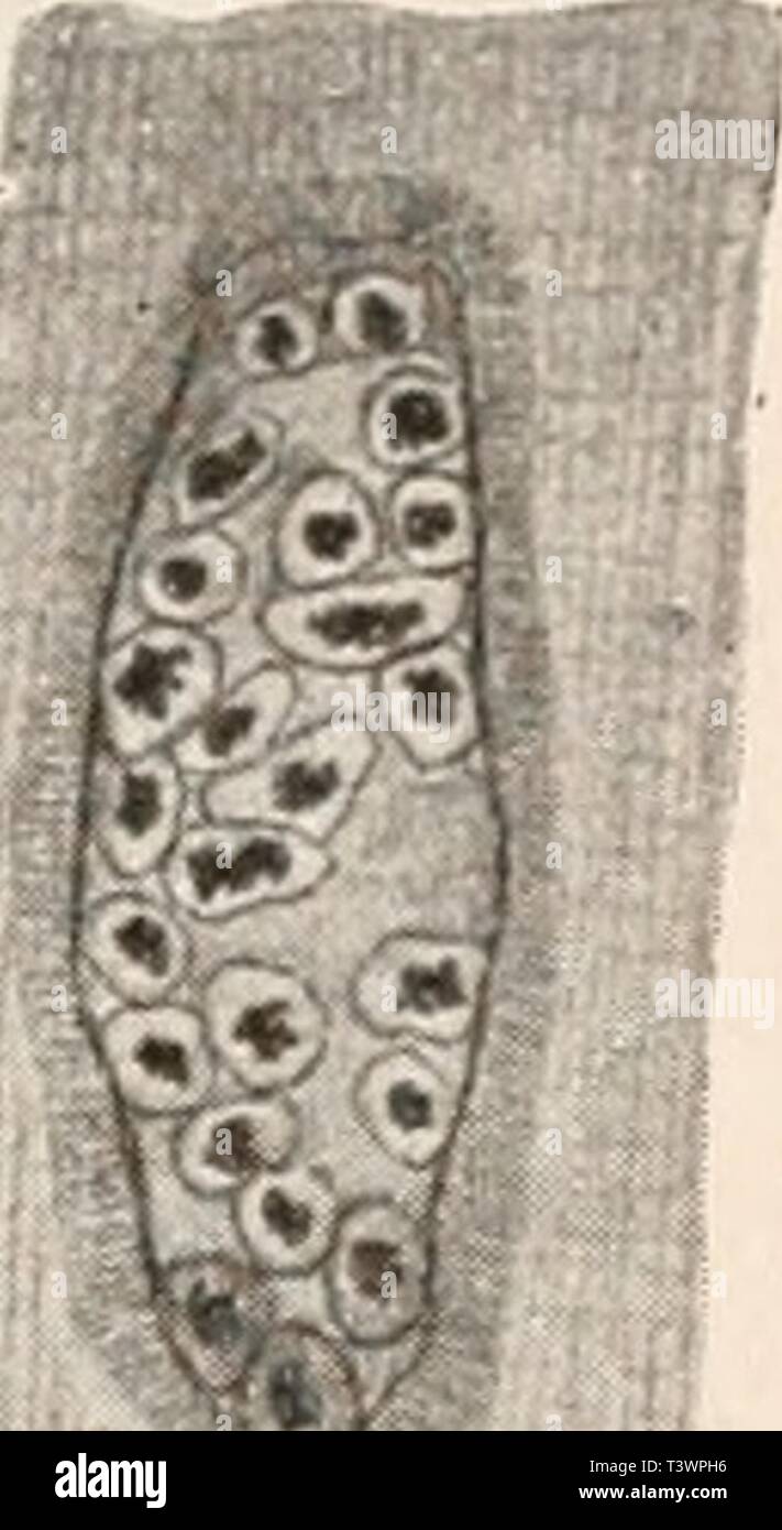 Archive image from page 114 of Die Protozoen als Krankheitserreger des ...