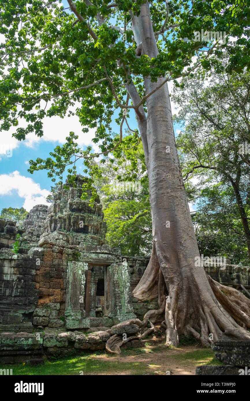 Tree growing on ancient Ta Prohm Temple, Siem Reap, Siem Reap, Cambodia ...