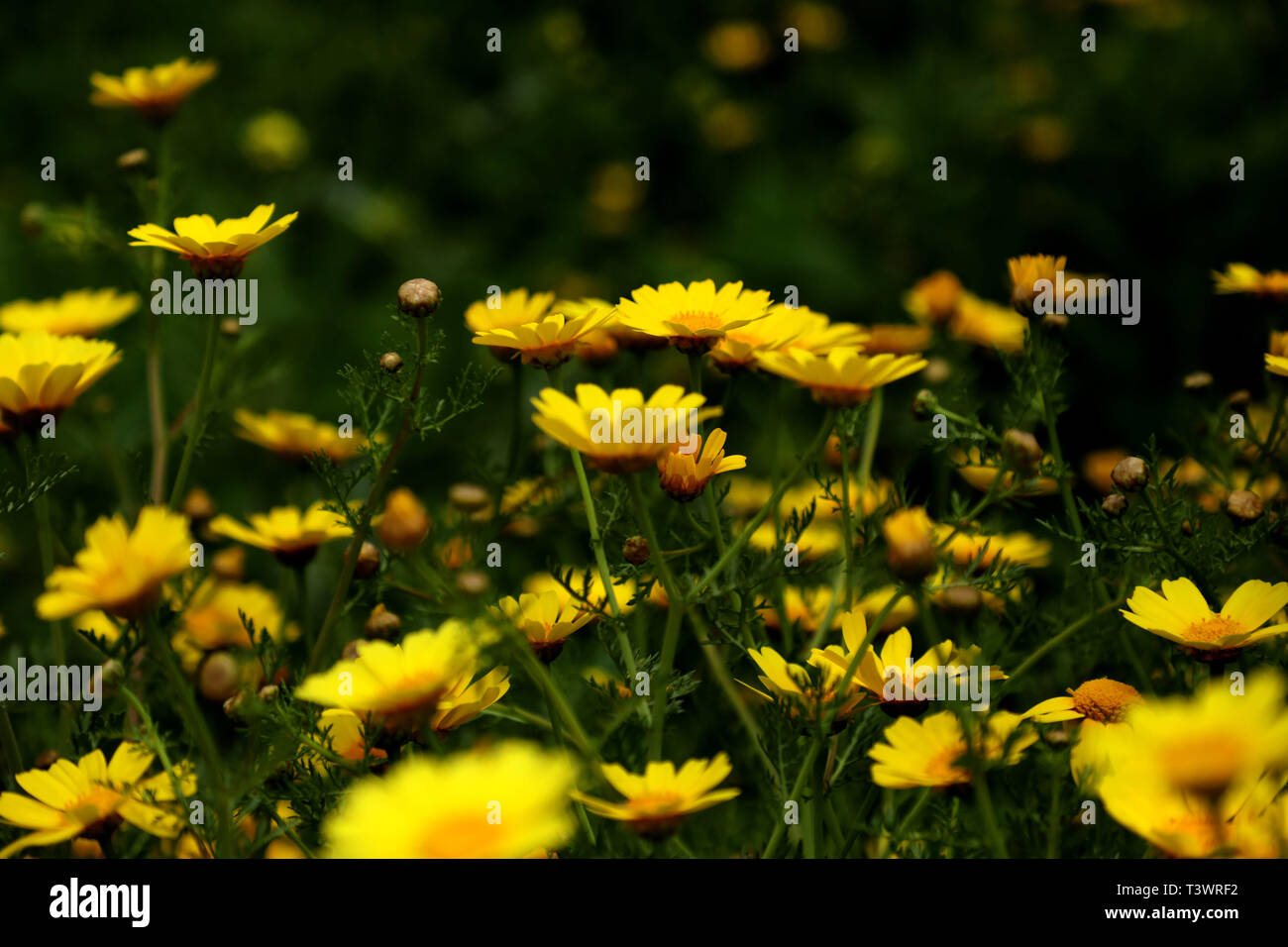 Yellow Chrysanthemum flowers blossom in a field near the city of Nablus ...