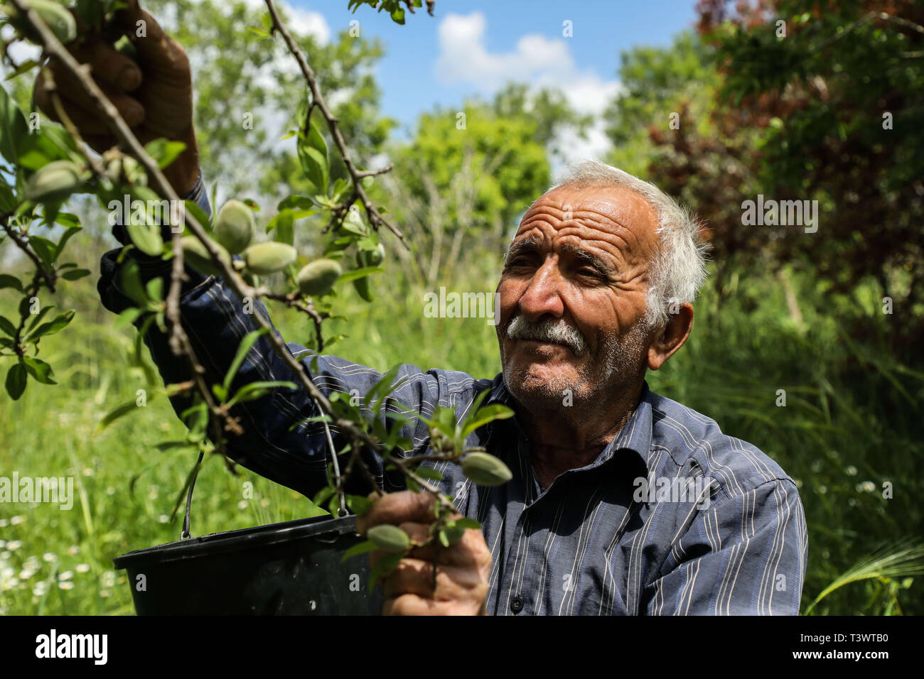 Live olive shell hi-res stock photography and images - Alamy