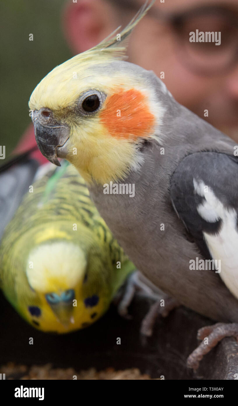 Marlow, Germany. 11th Apr, 2019. Budgies and nymph parakeets fly ...