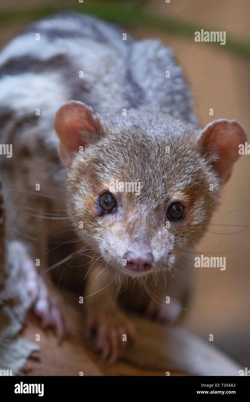 Magdeburg, Germany. 12th Apr, 2019. A large broad striped mongoose sits ...