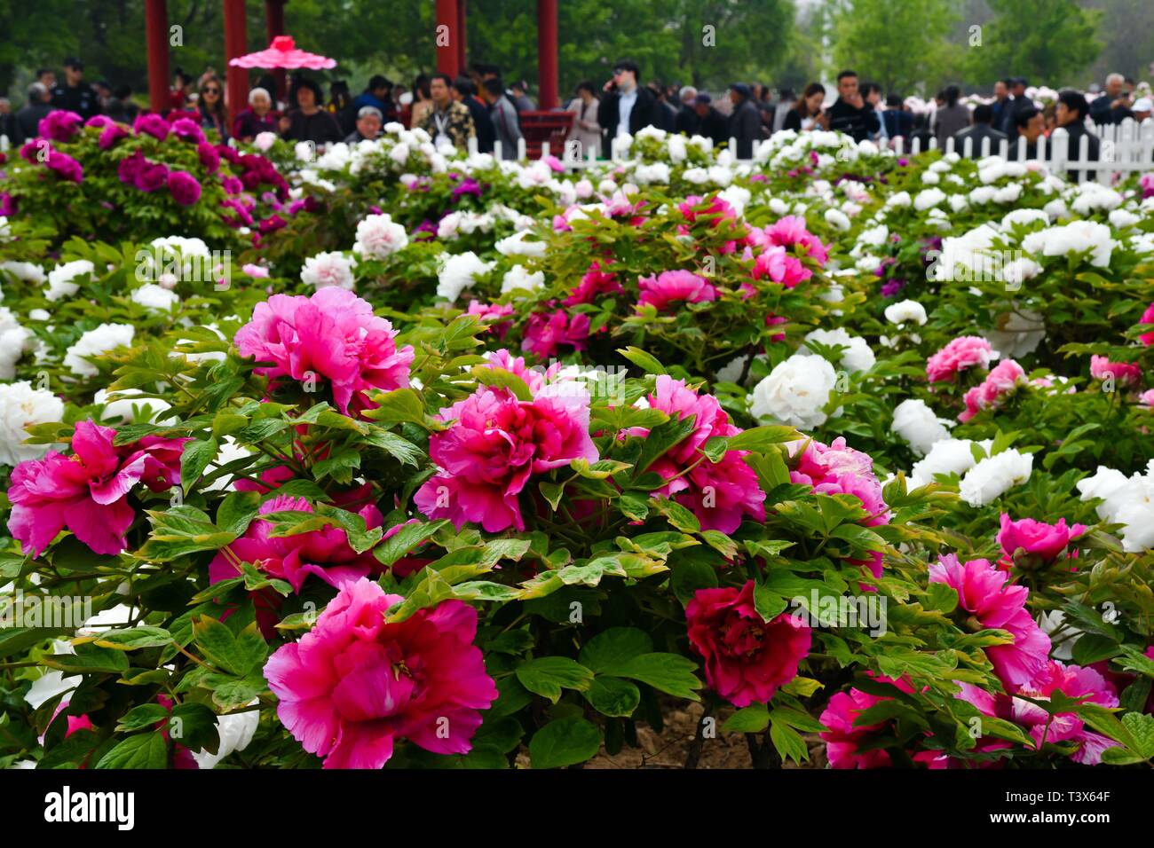 Heze shandong hi-res stock photography and images - Alamy
