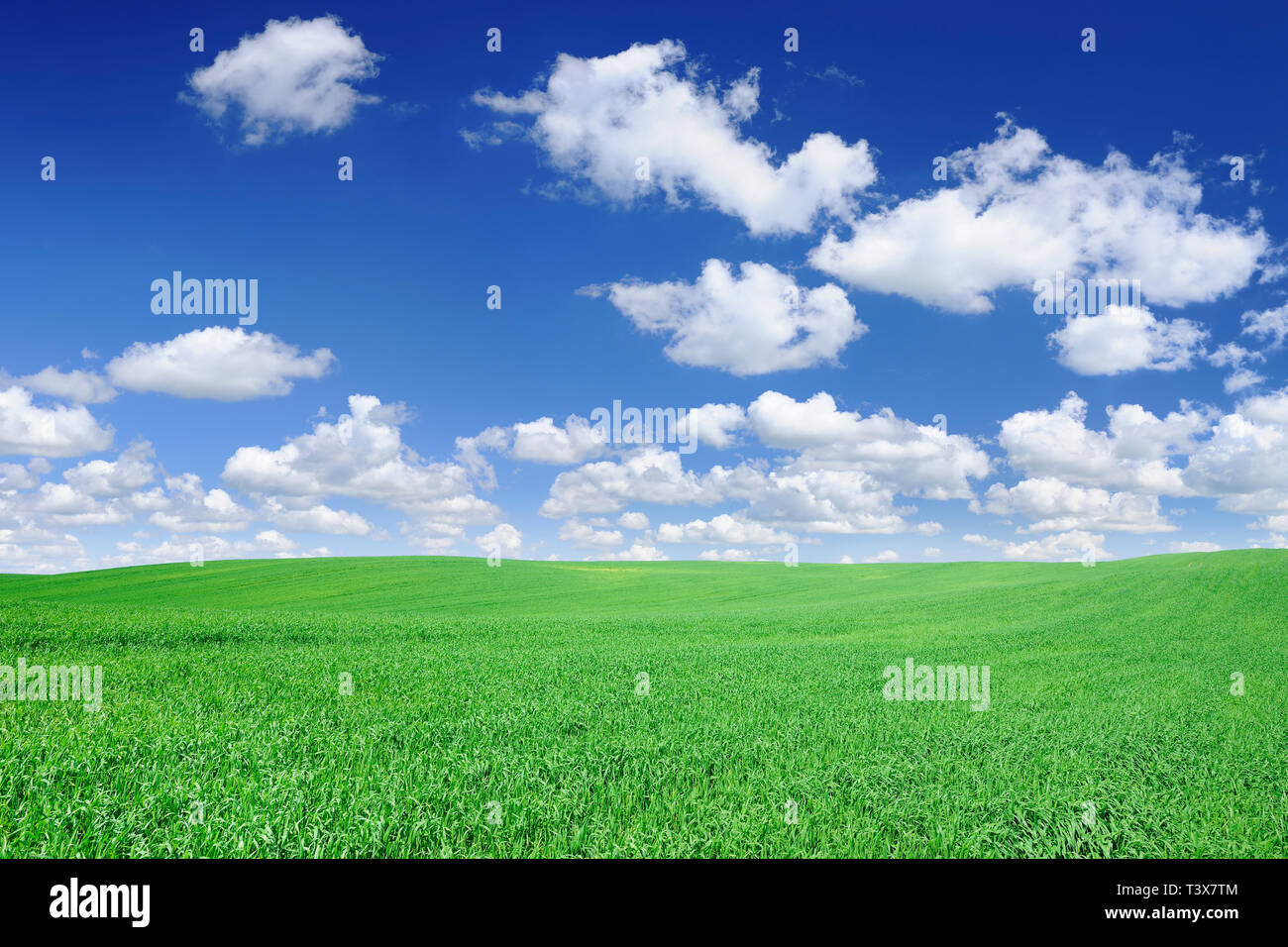 Idyllic grassland, spring landscape, rolling green fields, blue sky and ...