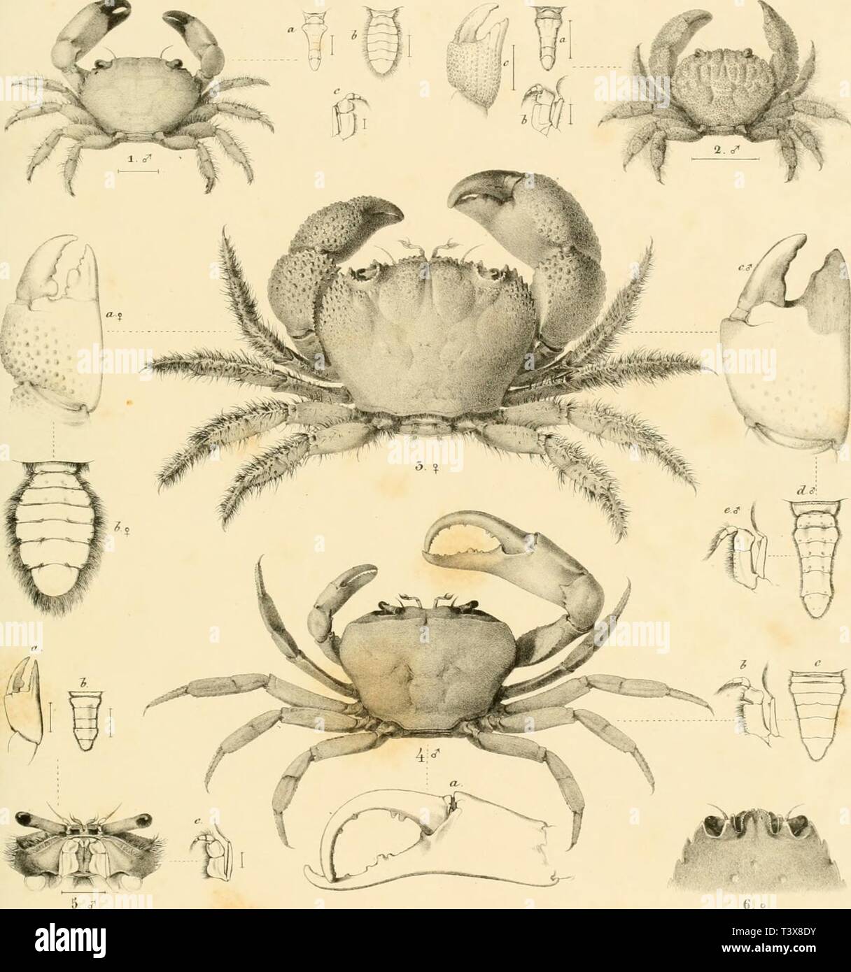 Parv hi-res stock photography and images - Alamy