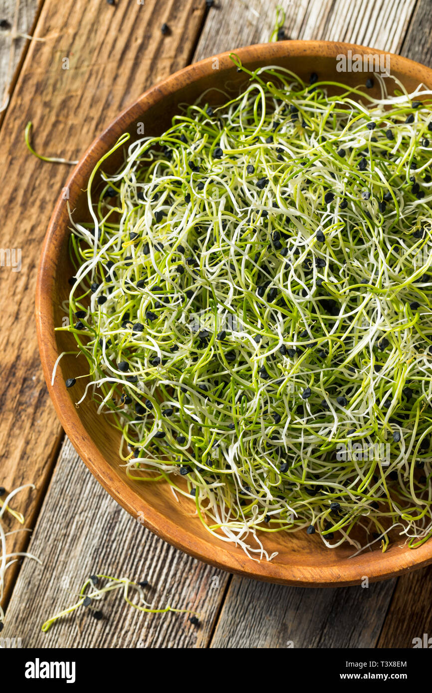 Raw Green Organic Onion Sprouts Ready to Eat Stock Photo - Alamy