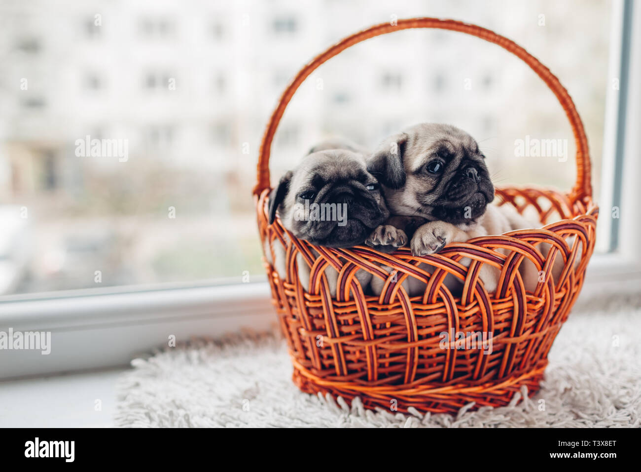 Pug dog puppies sitting in basket on window sill. Little puppies having ...