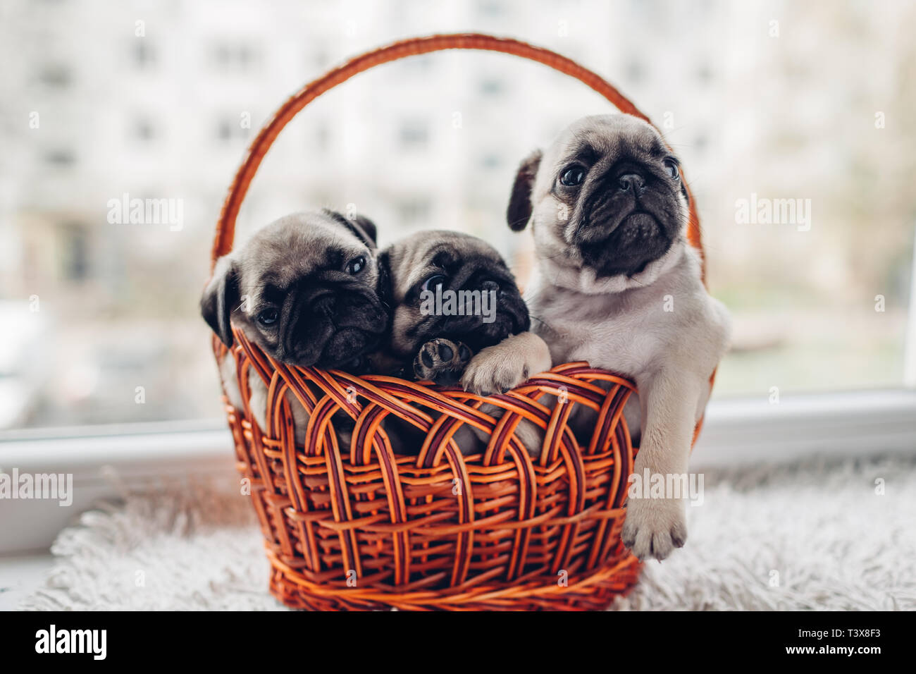 Pug dog puppies sitting in basket on window sill. Little puppies having ...