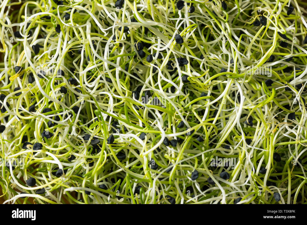 Raw Green Organic Onion Sprouts Ready to Eat Stock Photo - Alamy