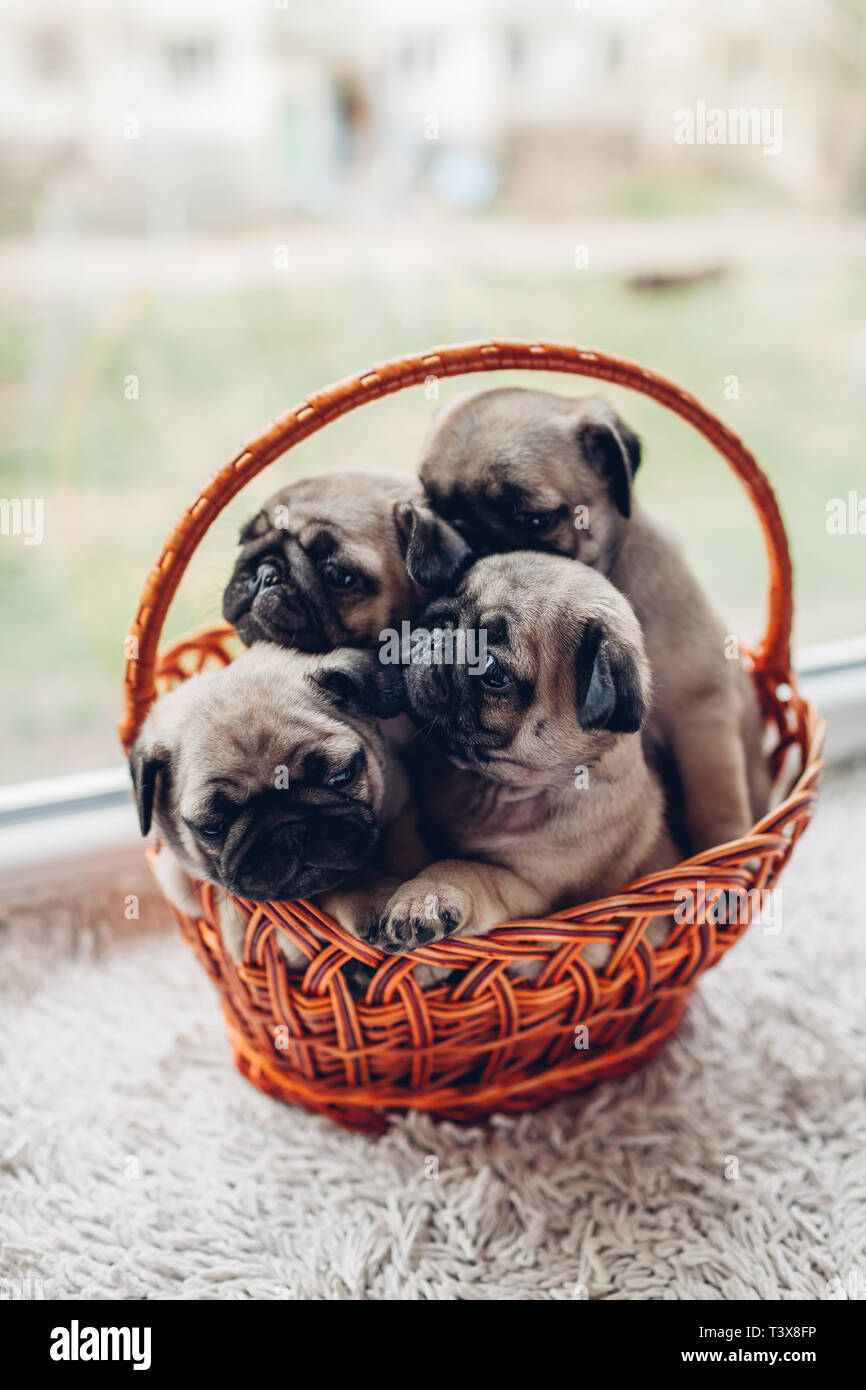 Pug dog puppies sitting in basket on window sill. Little puppies having ...