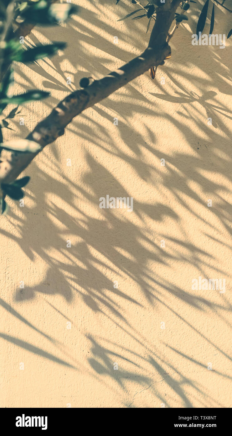 Mediterranean nature, botanical background and summertime concept ...