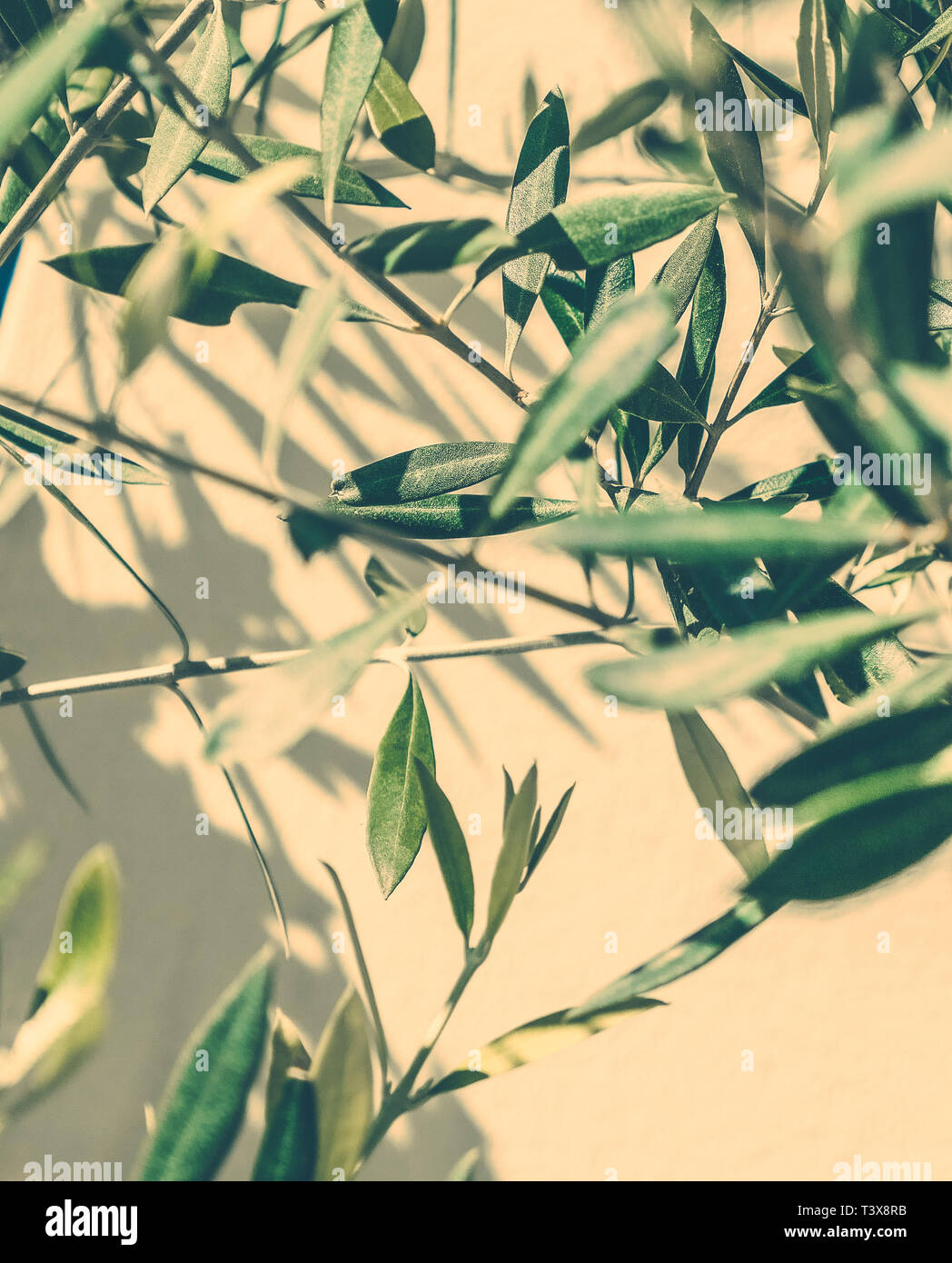 Mediterranean nature, botanical background and summertime concept ...