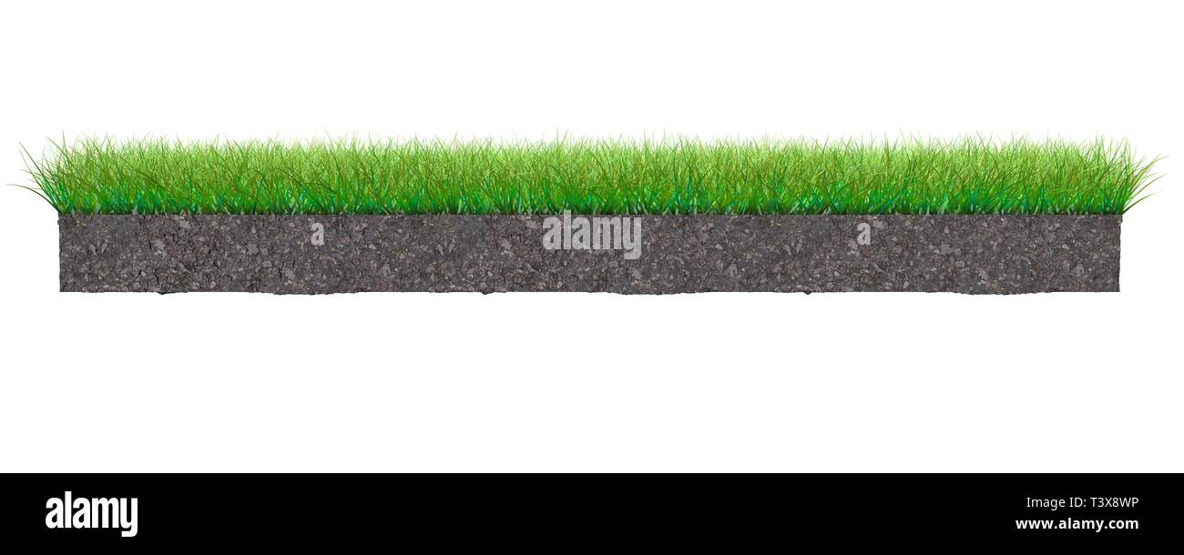 3d rendering of a grass patch isolated on a white background Stock ...