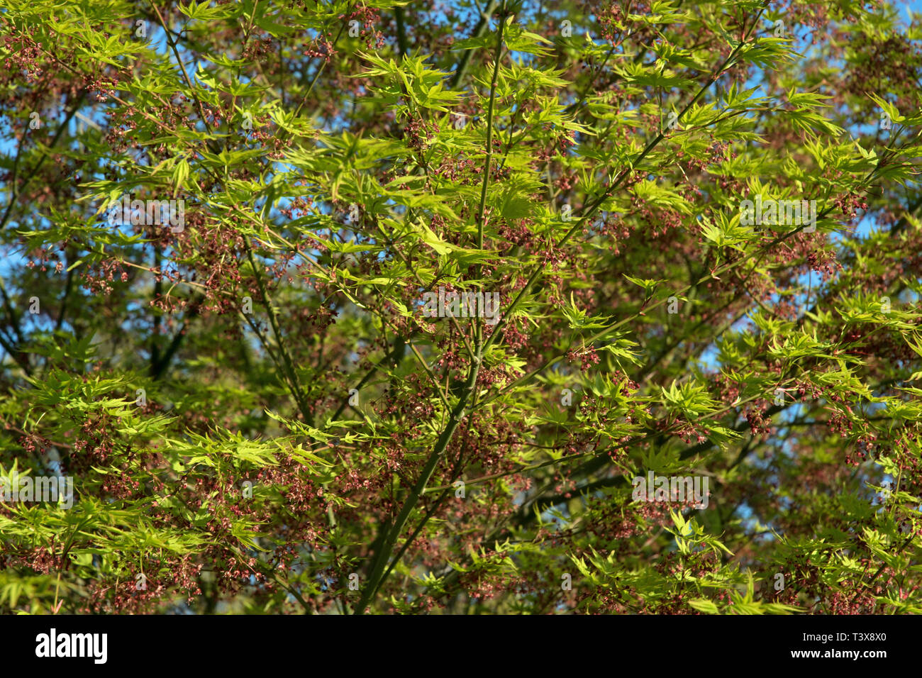 Fresh spring growth of Acer palmatum Stock Photo - Alamy