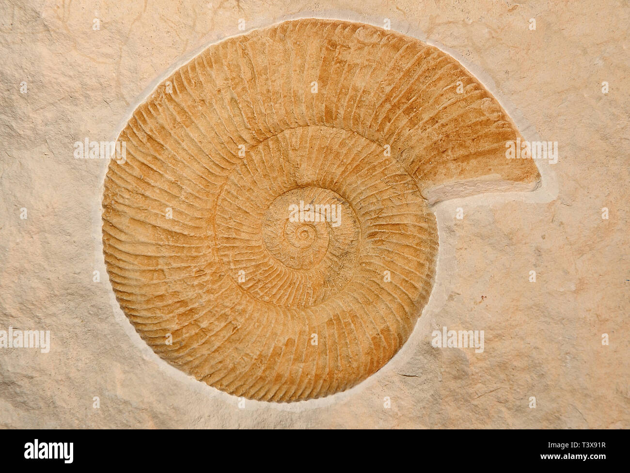 Seashell fossil hi-res stock photography and images - Alamy