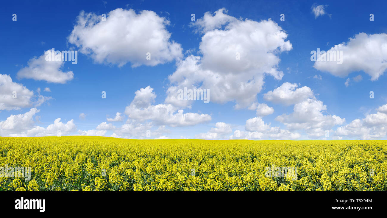 Spring panoramic landscape, yellow colza fields, blue sky and white ...
