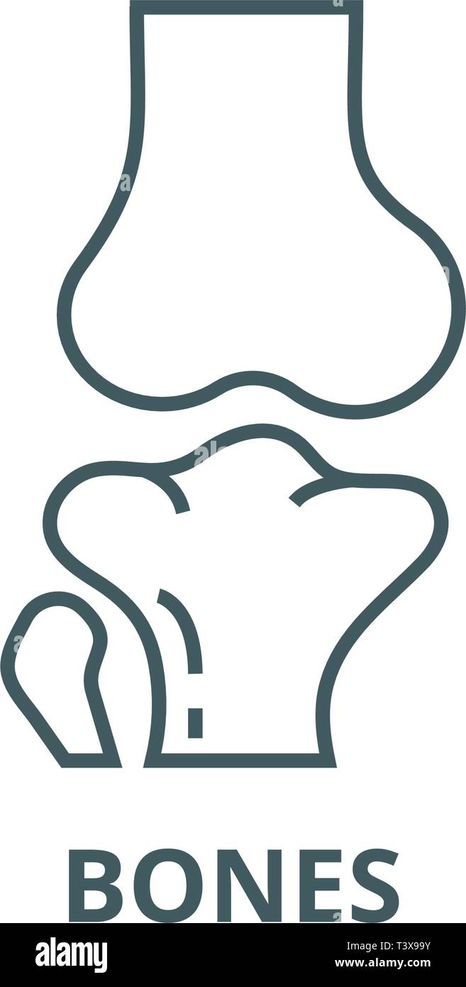 Bones line icon, vector. Bones outline sign, concept symbol, flat ...