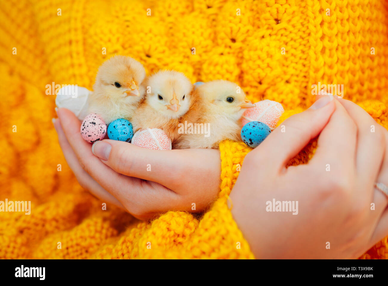 Easter chicken. Woman holding three orange chicks in hand surrounded ...